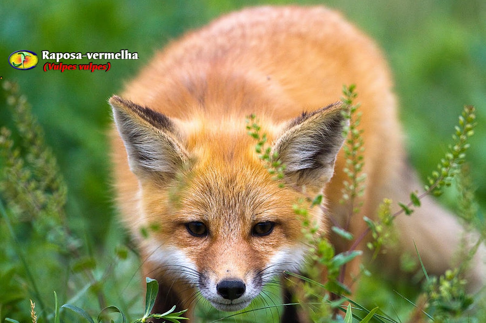 Zoologia: Raposa-vermelha (Vulpes vulpes)